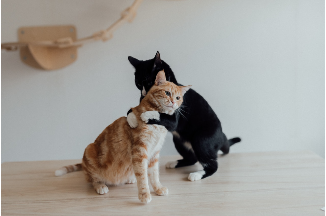 3 Ways To Respect Your Cat | Four Paws Animal Hospital & Wellness Center