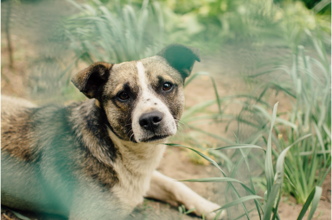 Learn About Your Pet’s Springtime Skin Allergies | Four Paws Animal ...