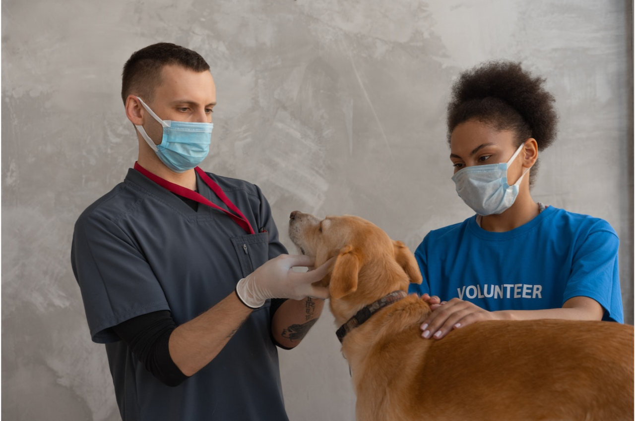 Who Are Veterinary Technicians And What Do They Do? | Four Paws Animal ...