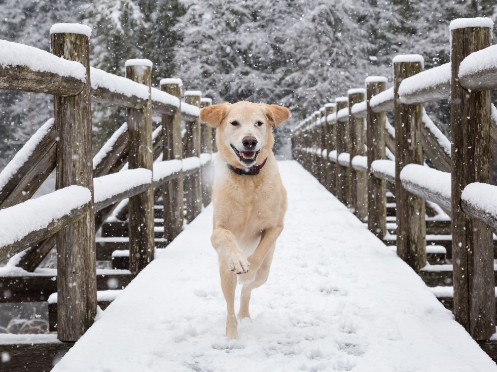 Let It Snow: Winter Preparedness And Your Pets | Four Paws Animal ...